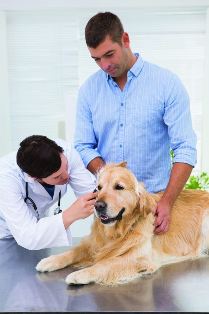 Genetic Preservation and Pet Cloning Services for Veterinary Practices