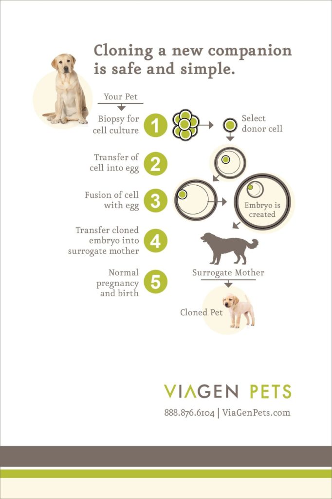 The Research And Technology Behind Pet Cloning