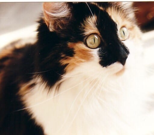 CAT LOVER’S GUIDE TO THE TOP 10 CAT BREEDS