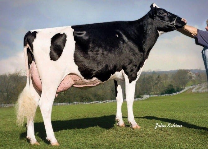 Is the Coat Color and Spot Pattern of Cloned Animals the Same as Their ...