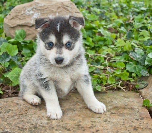 Ten Cute and Weird Dog Crosses | Viagen Pets