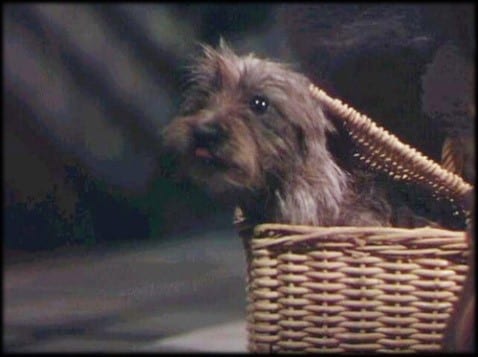 Top 10 Celebrity Dogs