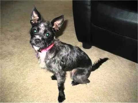 Ten Cute and Weird Dog Crosses | Viagen Pets