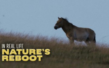 ViaGen Pets & Equine – Genetic Preservation, Cloning Edit