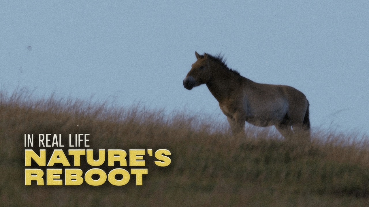 In Real Life: Nature’s Reboot