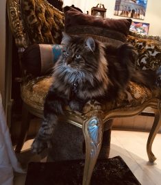 ViaGen Pets & Equine – Genetic Preservation, Cloning Edit